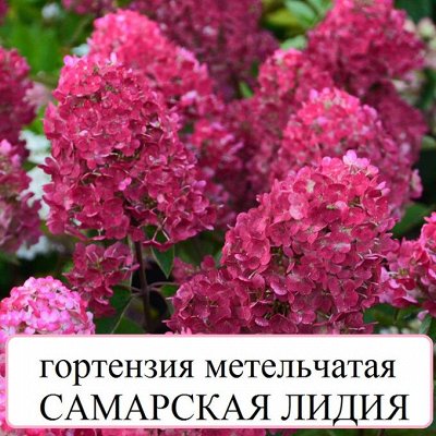 ГОРТЕНЗИИ метельчатые разных сортов - Магия Сада. См НОВОСТИ ...