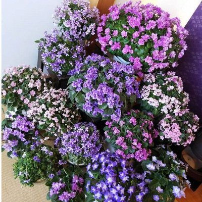 Фиалки (сенполии). Трейлеры. - 🌸Уникальная коллекция комнатных растений ...