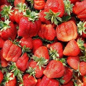 Саженцы клубники Супер Нива Р9 0,5 л. стакан | Клубника КСД Р9 0,5 л ...