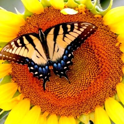 Алмазная мозаика без подрамника полная выкладка - Рисование по номерам ...