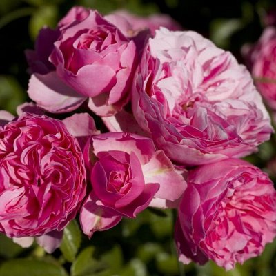 Розы штамбовые - New! Саженцы роз из Узбекистана-Весна2025г.. Садовые ...