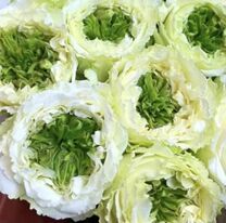 Розы Сибири / Грин Ай | спрей NEW. Садовые розы с открытой корневой ...