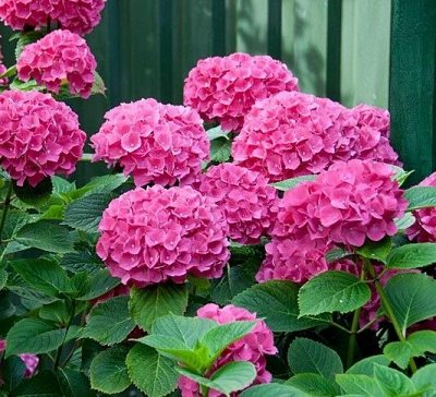 Гортензия🌱 крупнолистная Сибилла Пепл. Плодовые кустарниким с закрытой ...