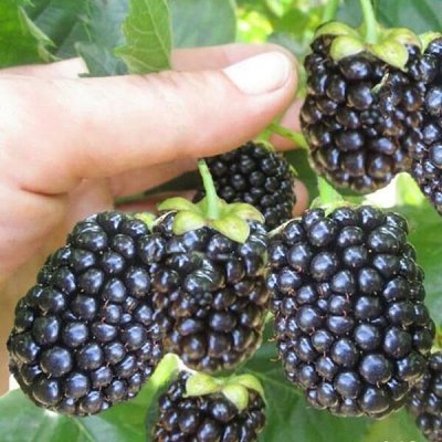 Распродажа луковичных, саженцев бронирование ежедневно. Семена ...