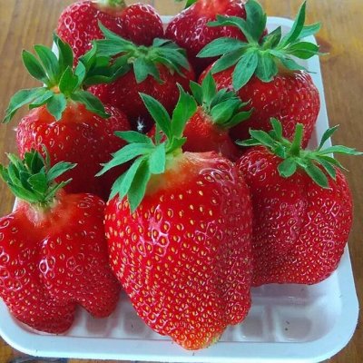 Саженцы клубники - Рассада садовых цветов, клубники, ягоды.. Плодовые ...