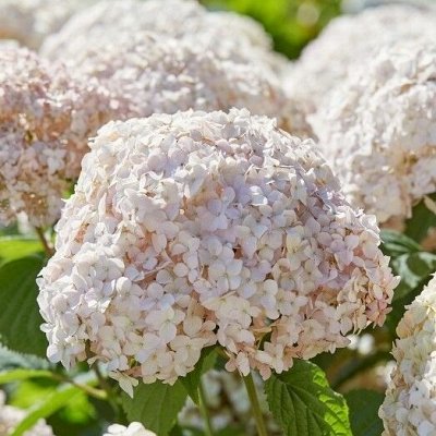Гортензии! Предзаказ! Отличное качество. Декоративноцветущие луковицы ...