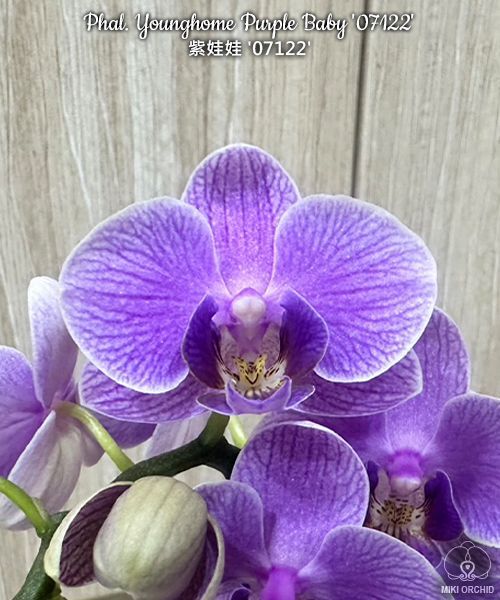 Phal. Younghome Purple Baby '07122' | Голубая коллекция орхидей коробками от 20 ...