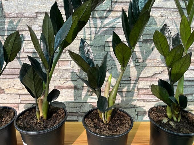 Замиокулькас Равен (черный) | РАЗНЫЕ КОМНАТНЫЕ. Декоративнолистные ...