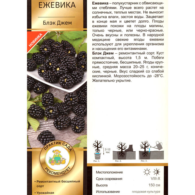 Ежевика Блэк Джем Поиск 1шт в коробке ремонтантн ягода черная