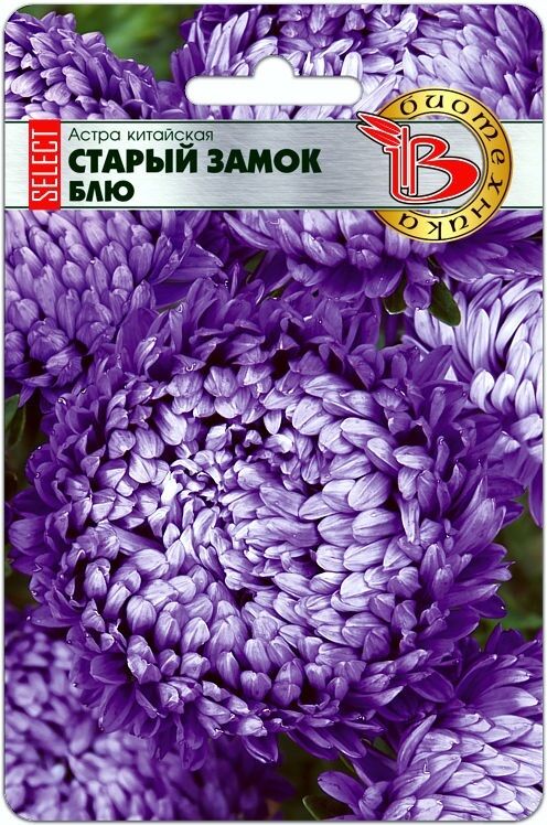 БиоТехника / Астра китайская Старый замок селект Блю | Астры ...