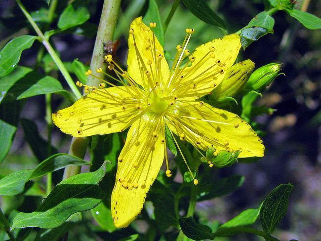 Русские корни / Зверобой трава 50 гр. | Травы, корни, плоды. Лечебные ...